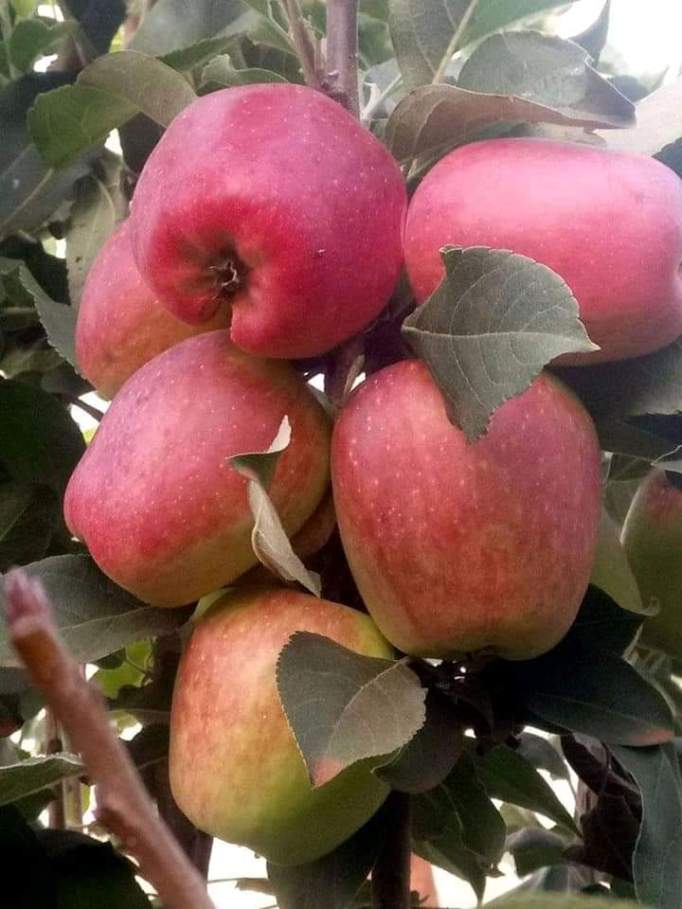 Apple Seedlings – GREEN SEEDLINGS & NURSERIES