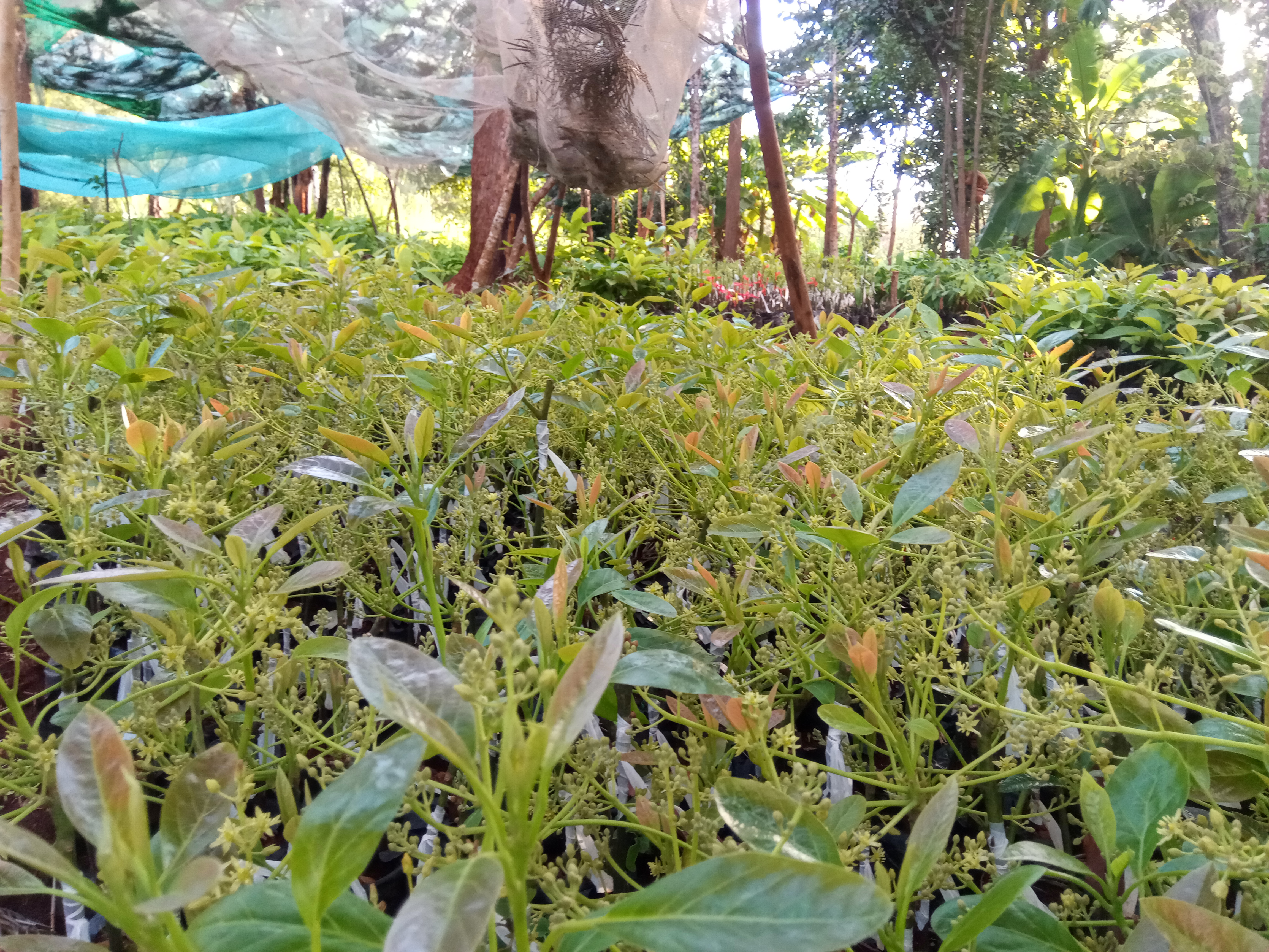 Quality seedlings at affordable and negotiable prices…… Deliveries ...